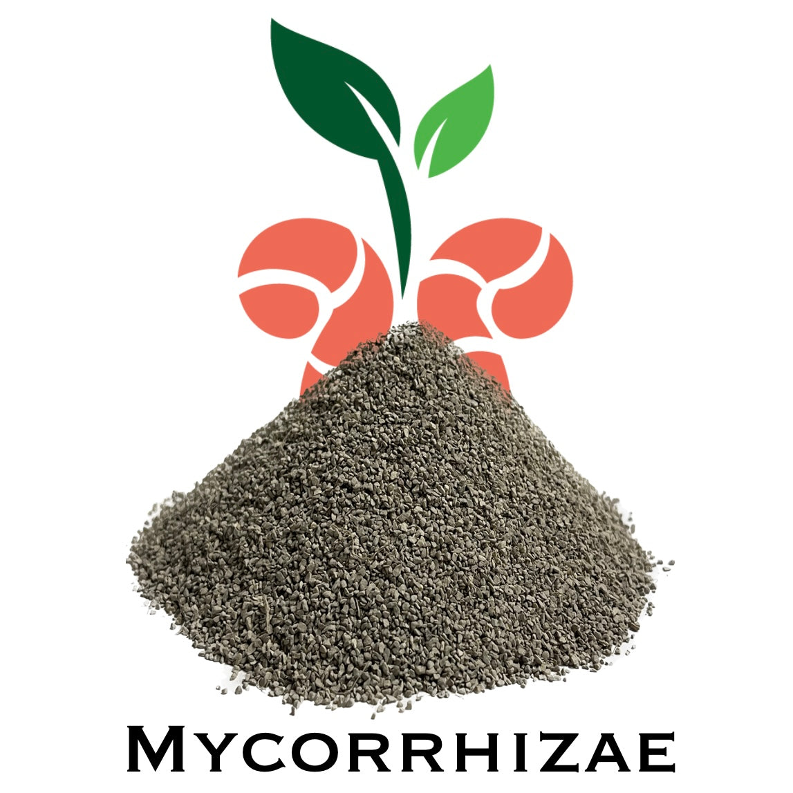 Mycorrhizae – SoilCandy